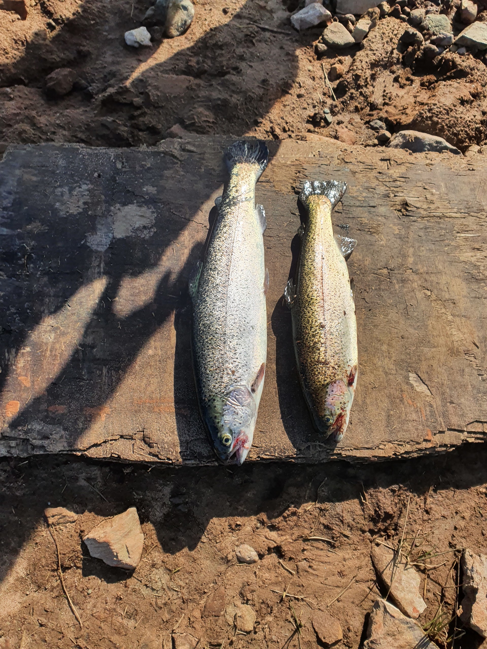 EP459 - minor triad embellishments - Denise & Chetty